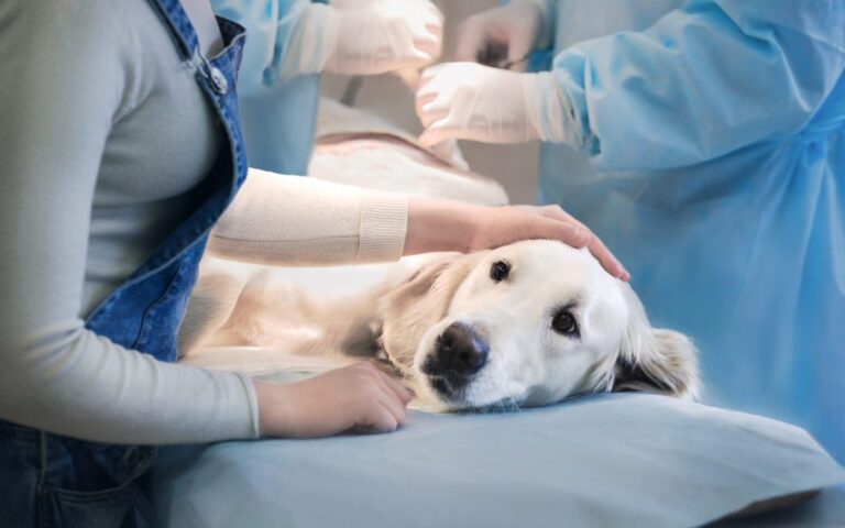 Pet Veterinarian Care & Services | Hubbell Animal Hospital